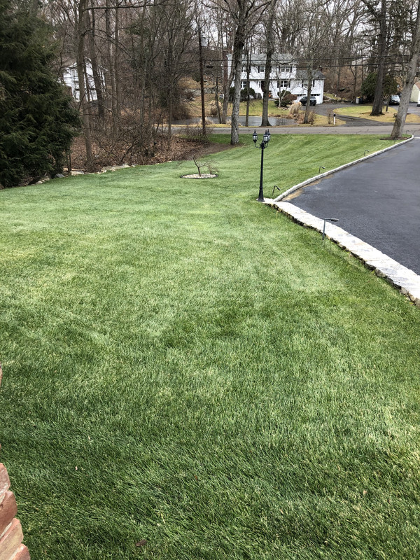 Let's see your lawn fail pics - heres mine | Lawn Care Forum