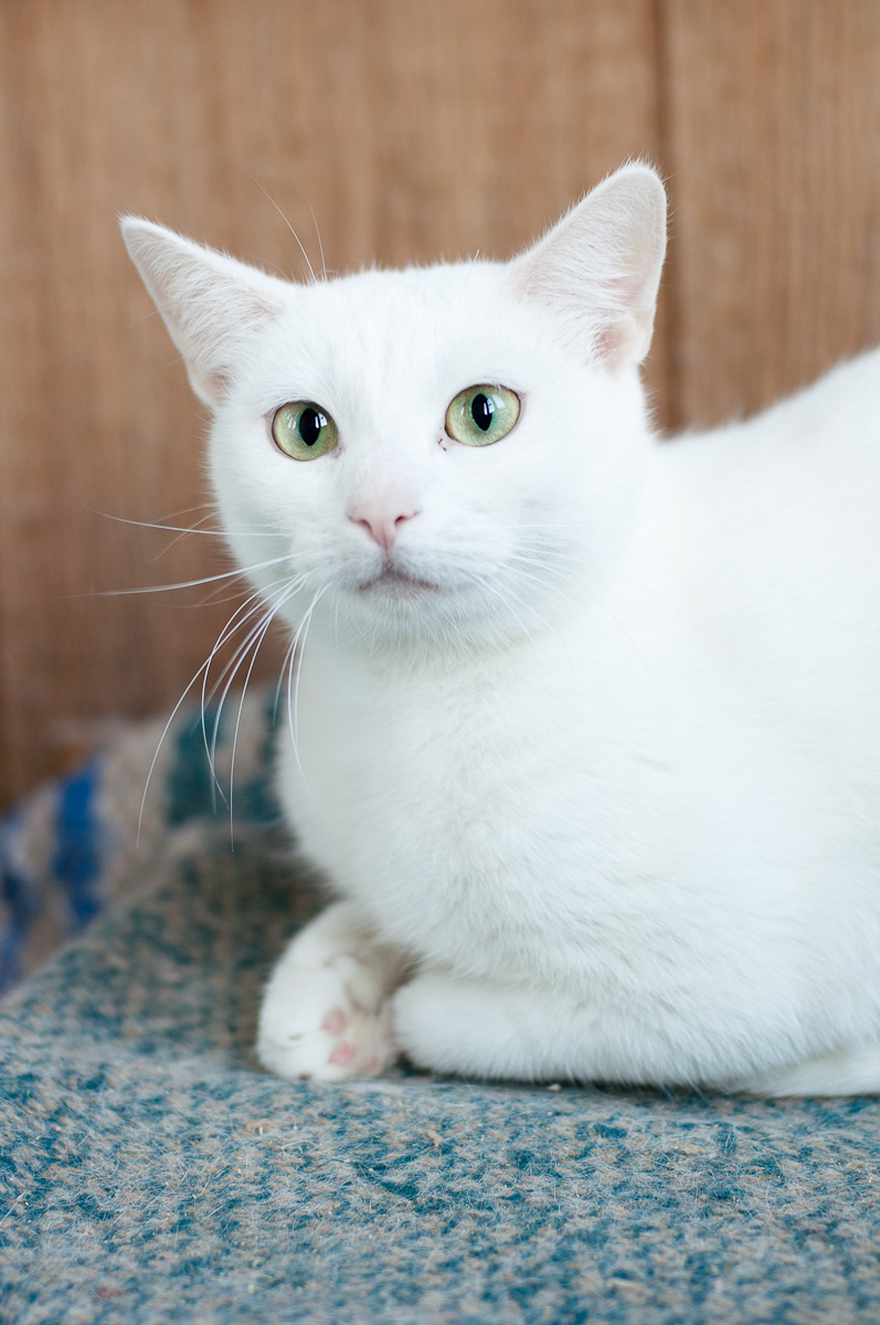 kote 153 — Postimages