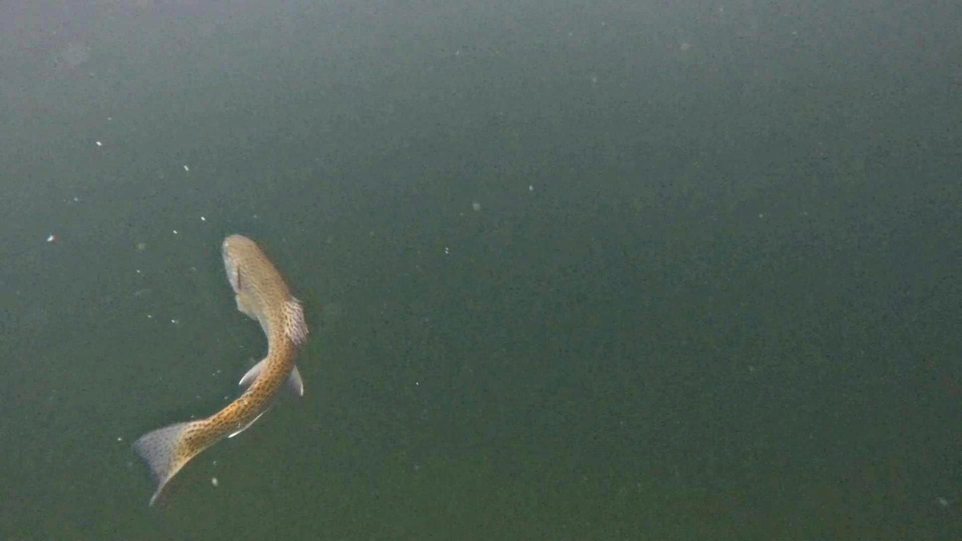 First Ice4 — Postimages