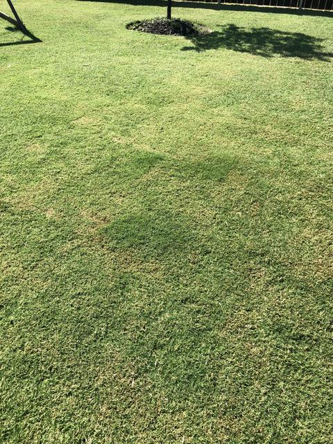 Dark green spots in the yard | Lawn Care Forum