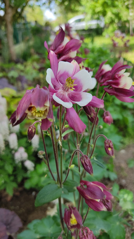 IMG 20210503 150238 — Postimages