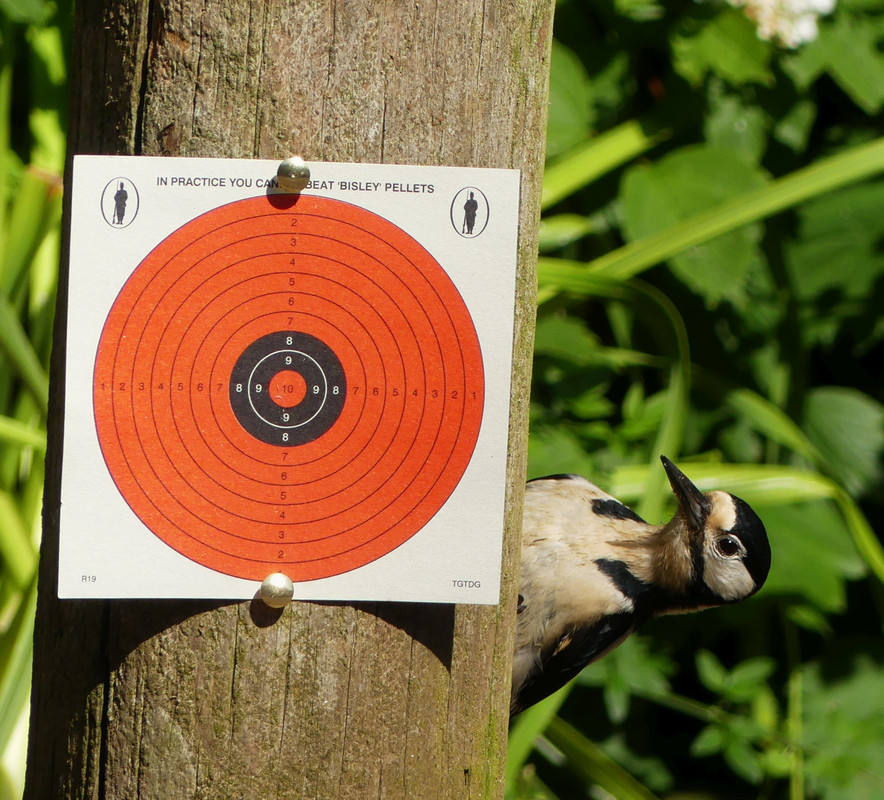 TARGET GSW 4 — Postimages