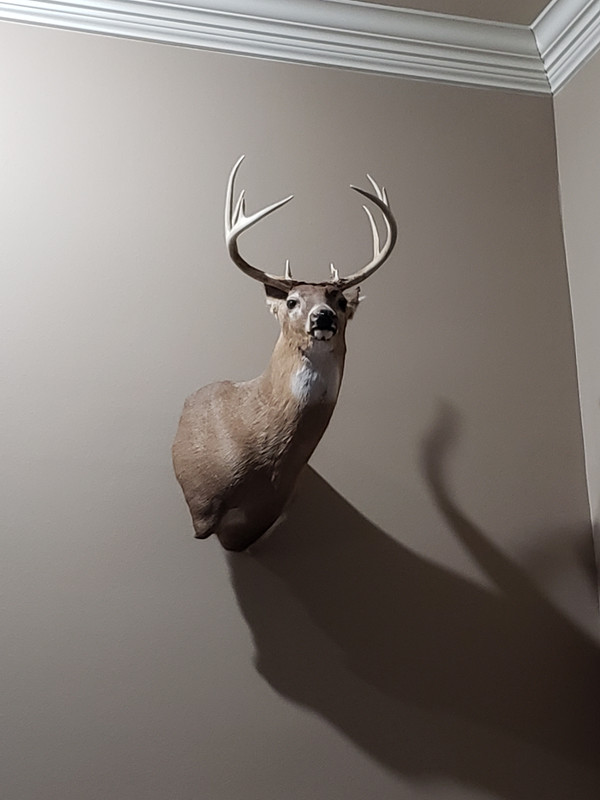 Favorite pose for deer shoulder mount? | Outdoor Board