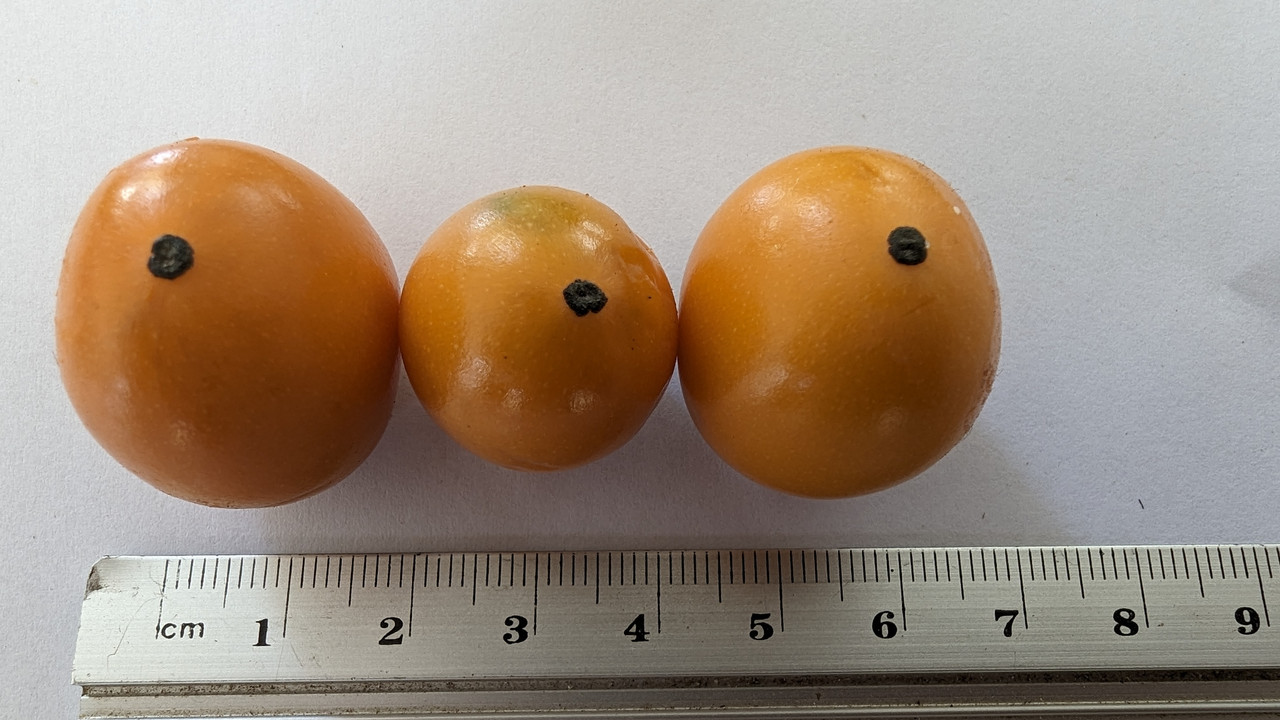 PXL 20240329 154737057 (1) — Postimages