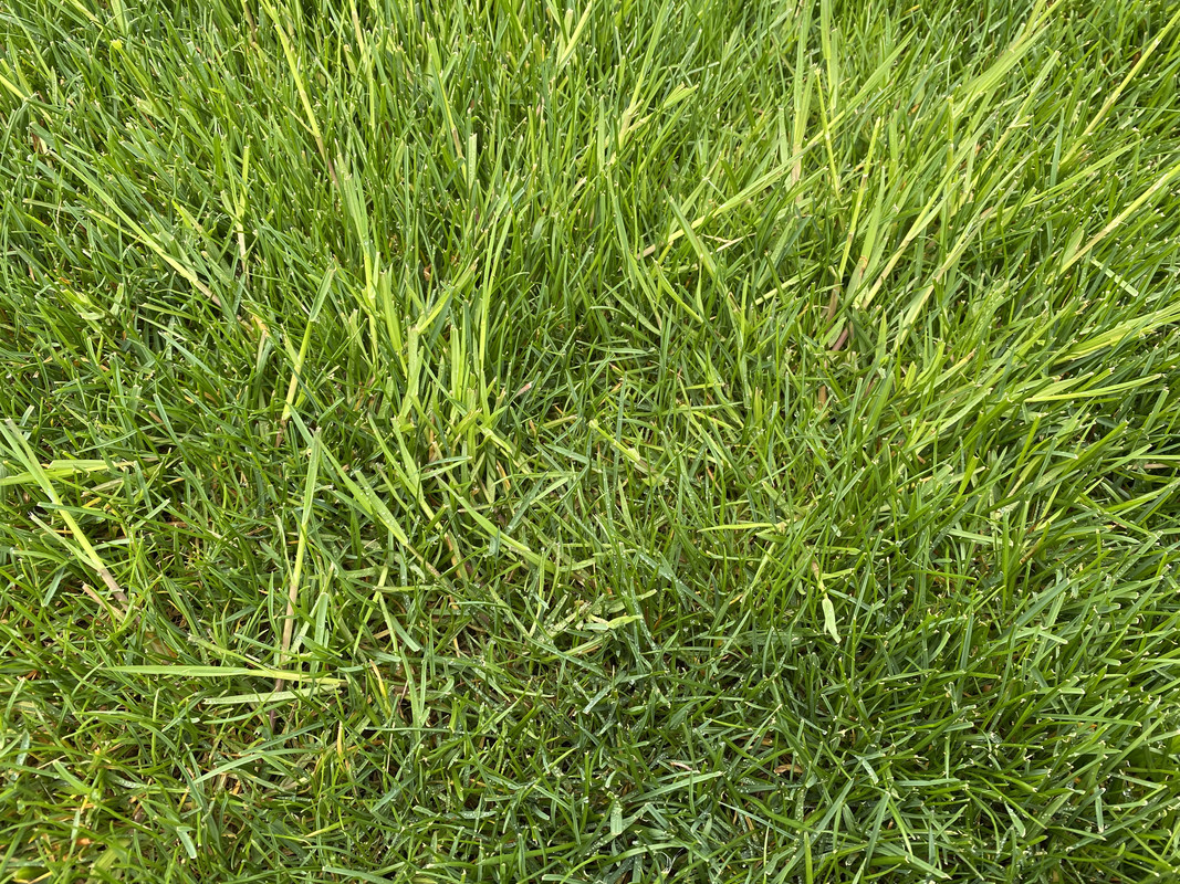 Is this poa triv or something else? | Lawn Care Forum