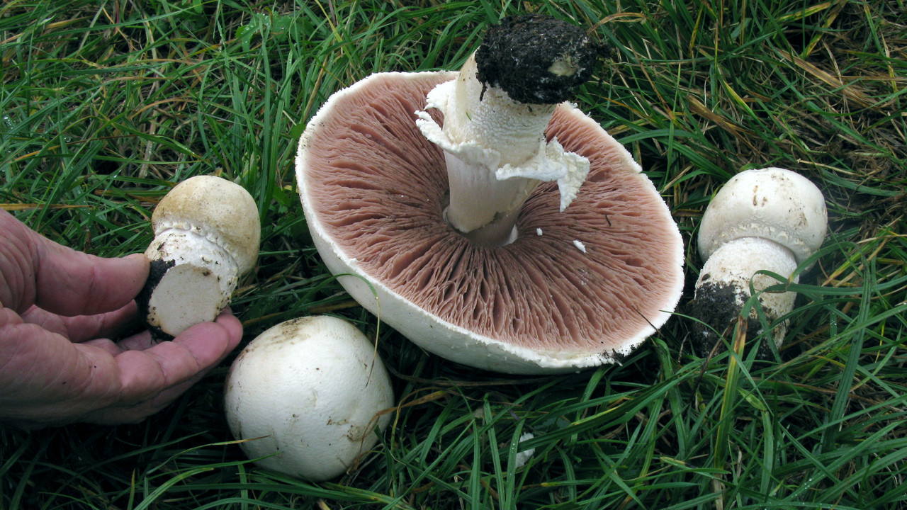 Agaricus arvensis 2 AWP 20211103 — Postimages