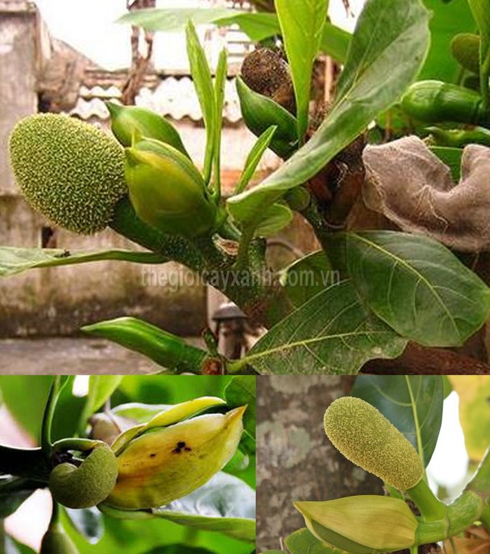 Bán - Khám Phá Văn Hóa và Ẩm Thực Xung Quanh Cây Mít Thái | VietFones Forum