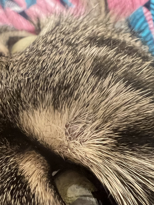 IMG 3695 — Postimages