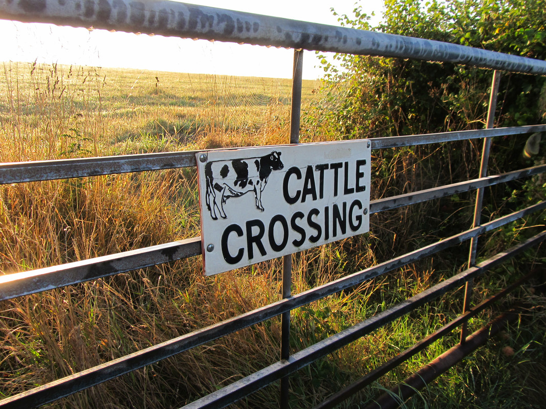 cattle crossing — Postimages