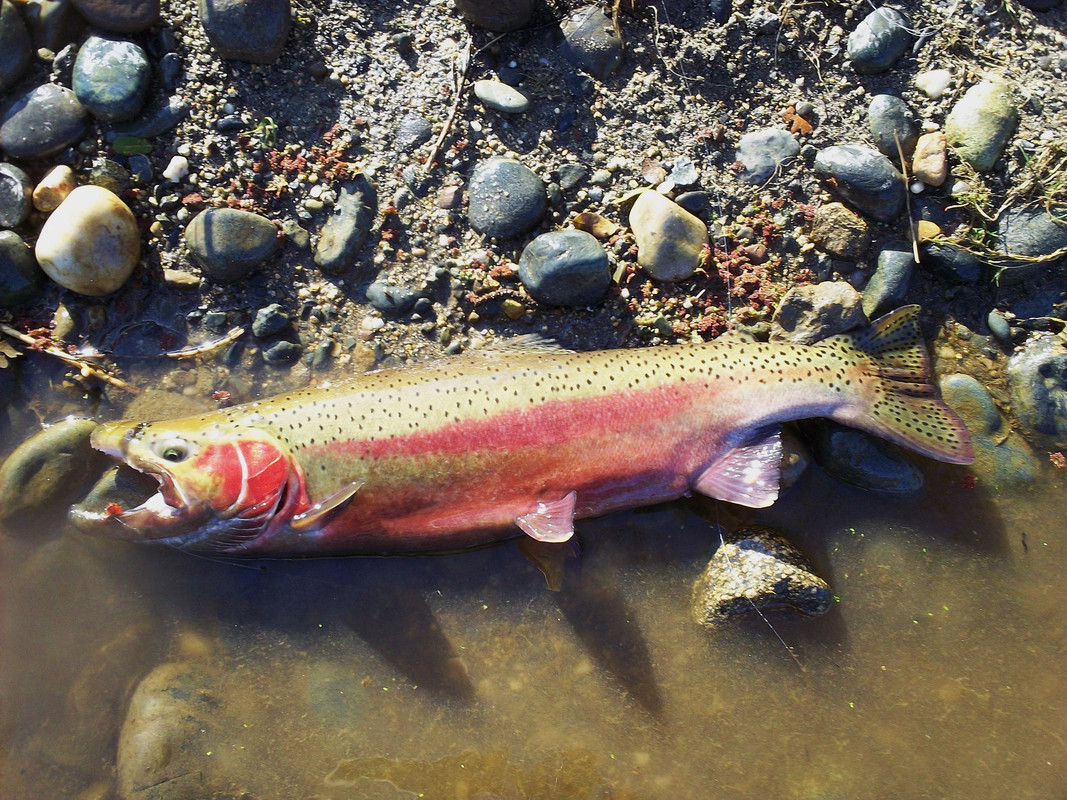 100 2096 — Postimages