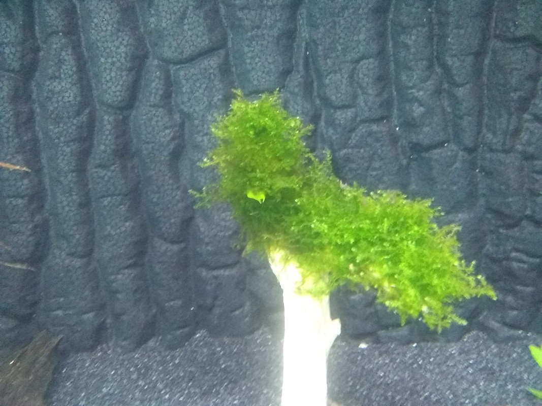 20201102 Moss — Postimages