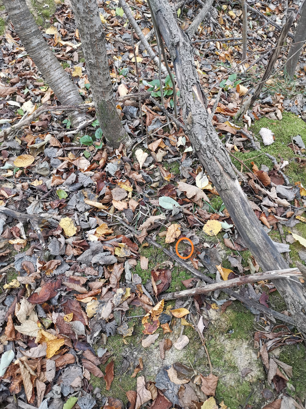 IMG 20231031 100034 edit 435067325395591 — Postimages