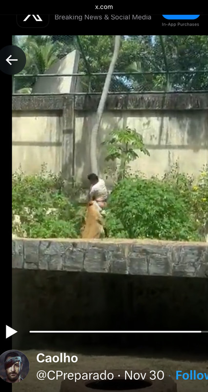 Wannabe Lion Tamer Climbs Zoo Fence - 24hourcampfire