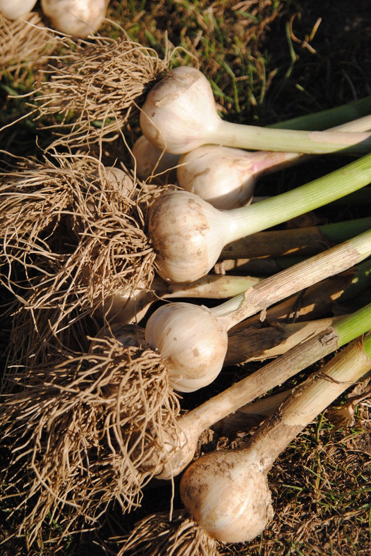 DSC 0351 — Postimages