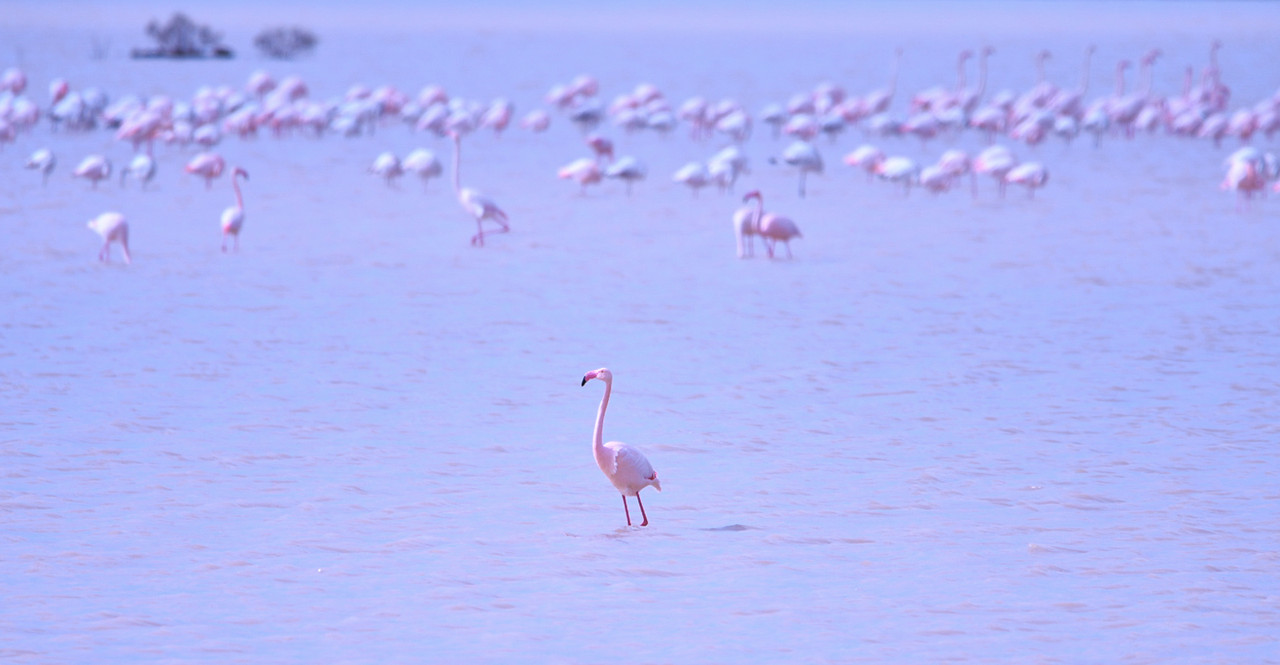 Flamingo Standing out from the crowd — Postimages