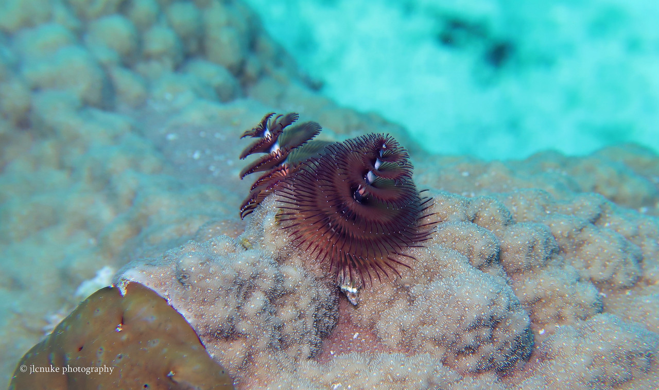 Christmas Tree Worms Bahamas 11 2020 — Postimages