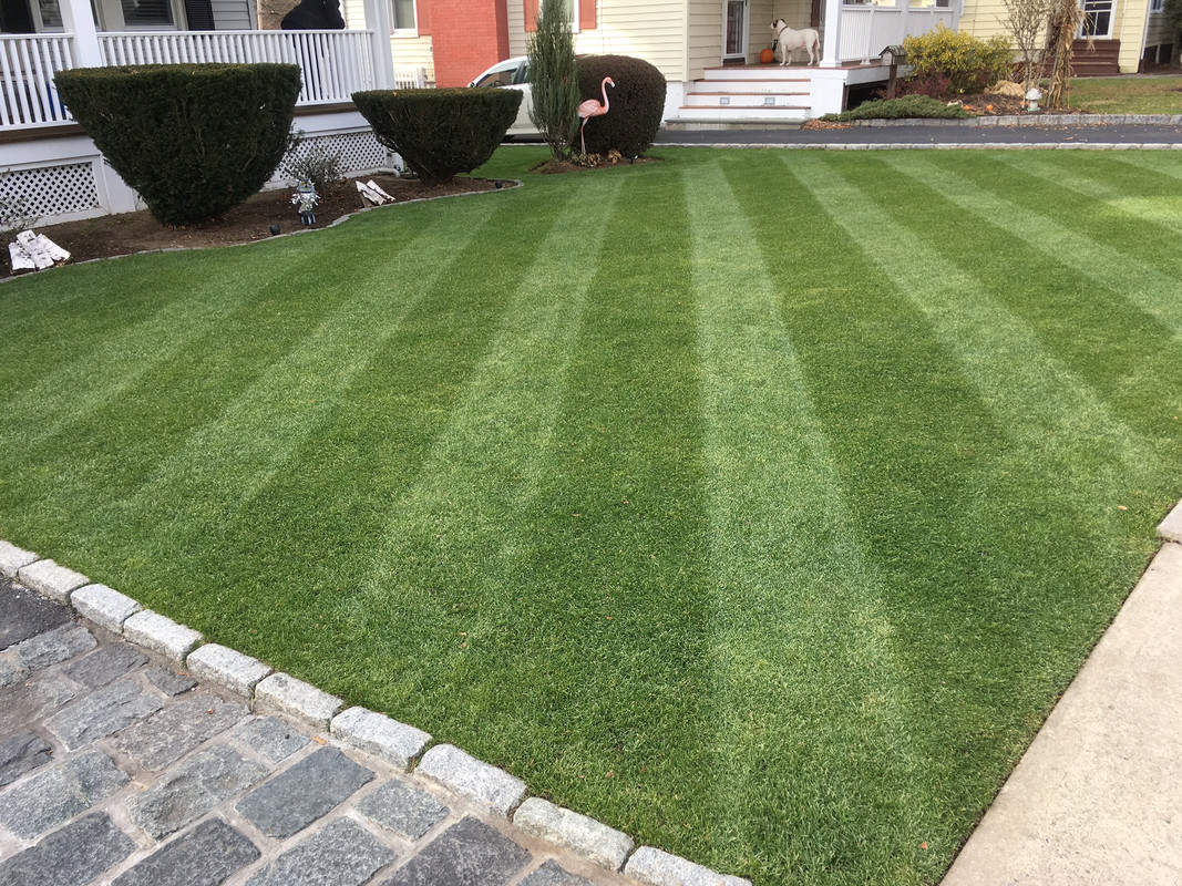 Let's see your lawn fail pics - heres mine | Lawn Care Forum