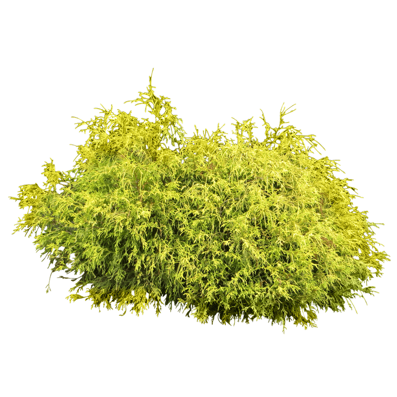 7 bush plant png image — Postimages
