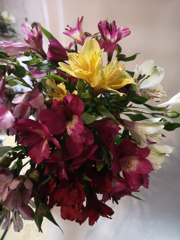 Varaždin, Hrvatska: Dostava za Cvjećarnica Iris | Glovo