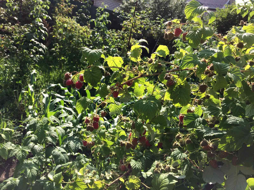 IMG 7df65951404dda9c01faf8fc1f1d55e2 V — Postimages