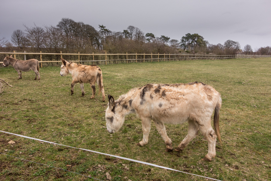 ID this donkey please - Community support: ask the forum - Alamy