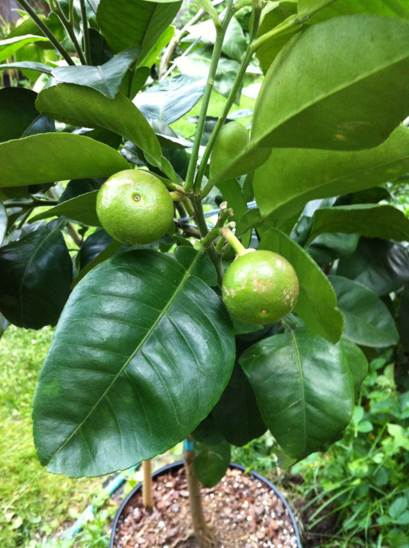 IMG 0081 — Postimages