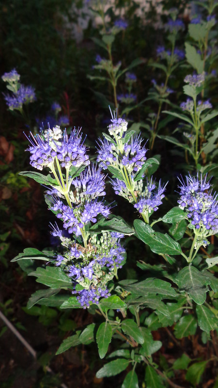 Кариоптерис - Page 2 - Форум HobbyKafe.com