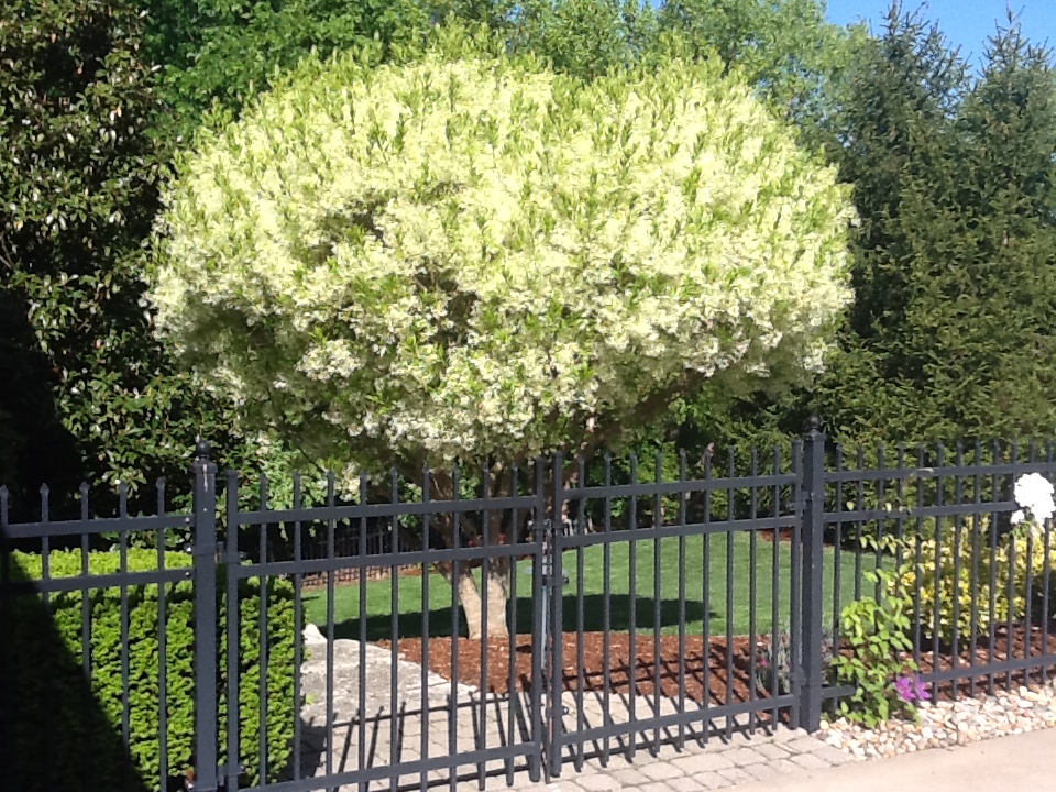 White Fringe Trees | Lawn Care Forum