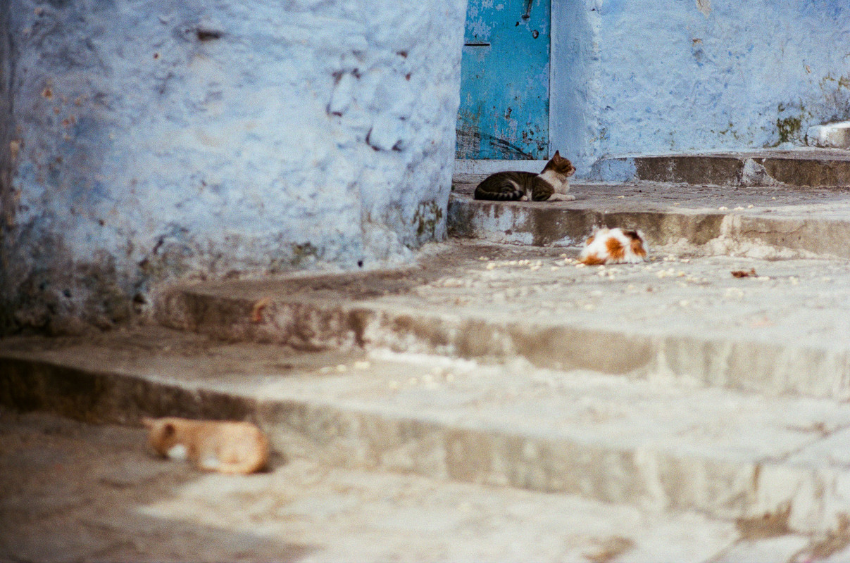 A Morocco photos cat — Postimages
