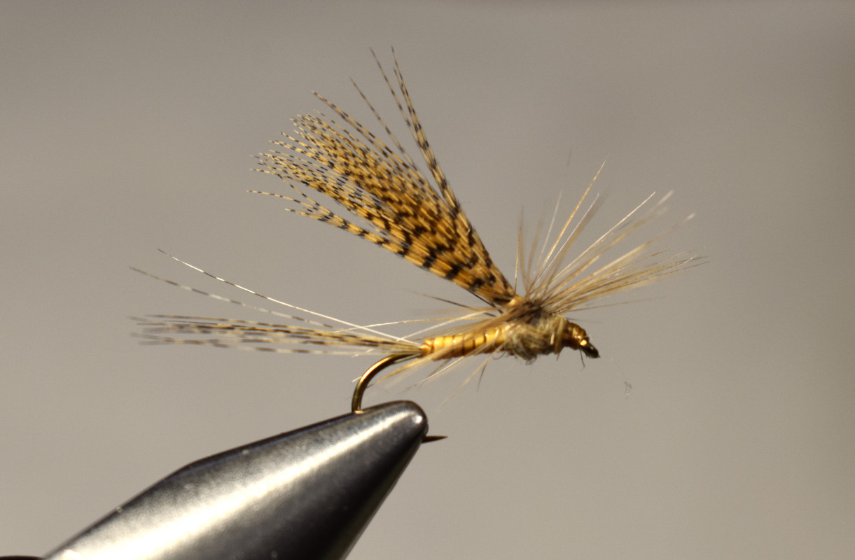 Jave Quill Light Hendrickson 100 Year Dun — Postimages