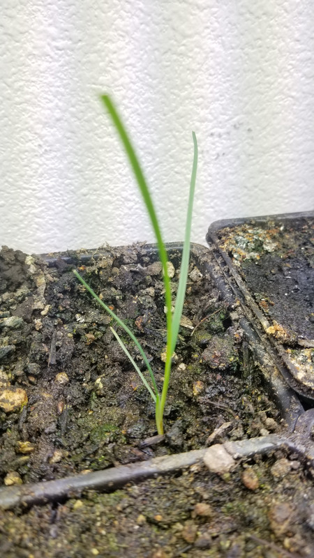 The Great Grass Experiment - Week 4 : r/lawncare