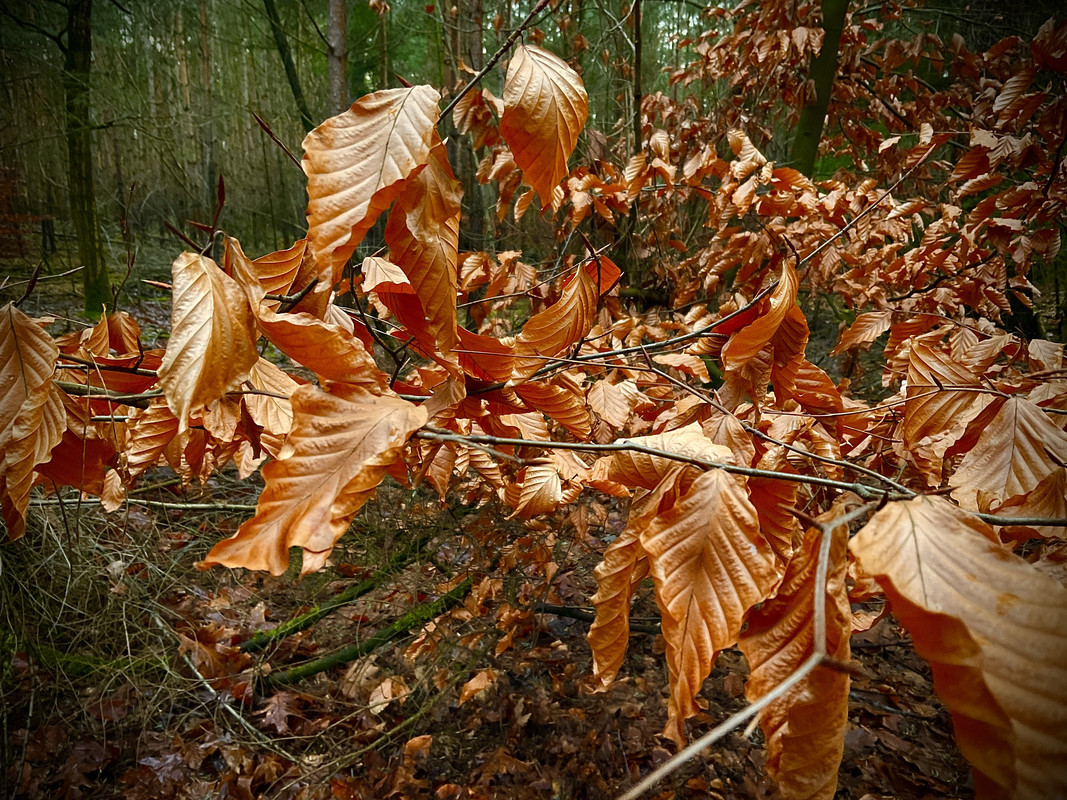 101 EF343 3 BEB 454 A A348 DB89851 EC869 — Postimages