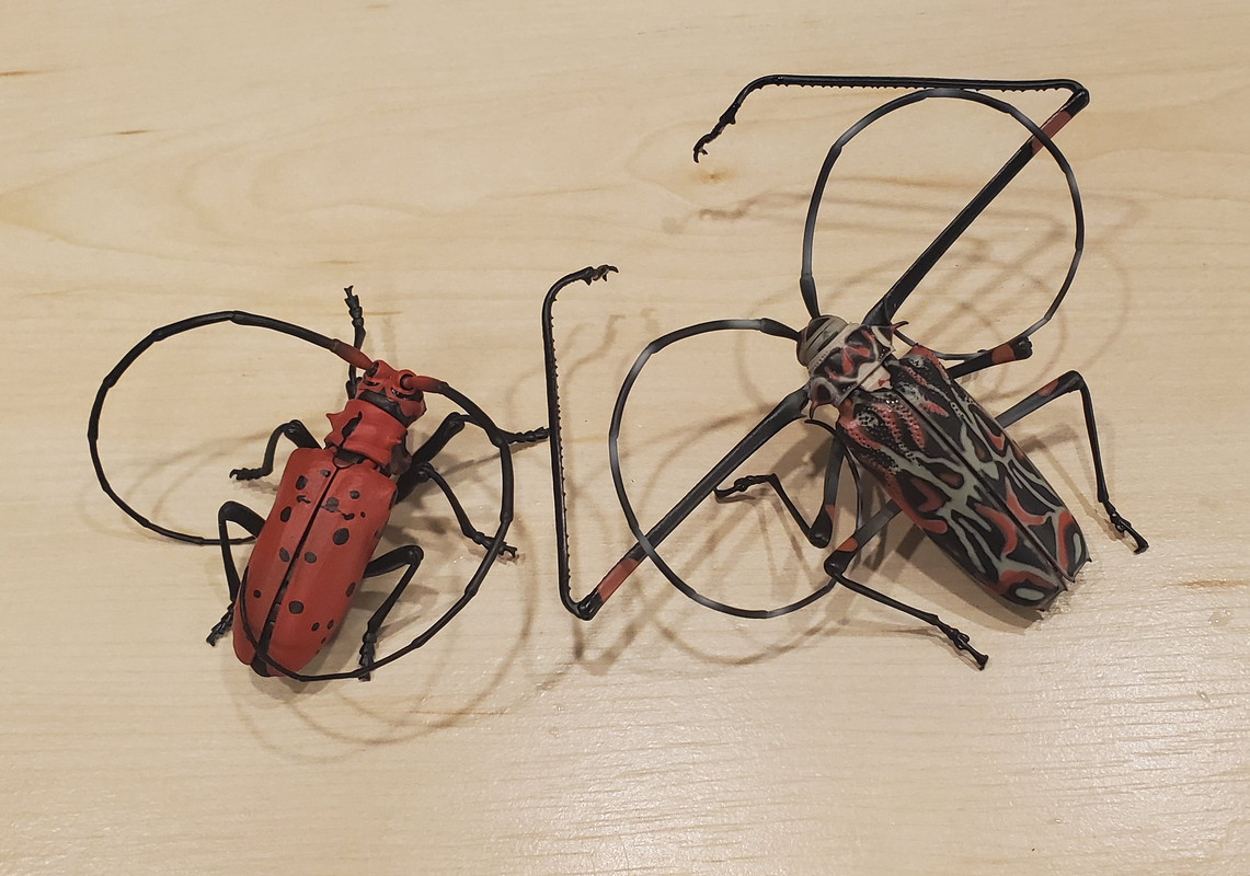 DOLOE Adv Longhorn — Postimages