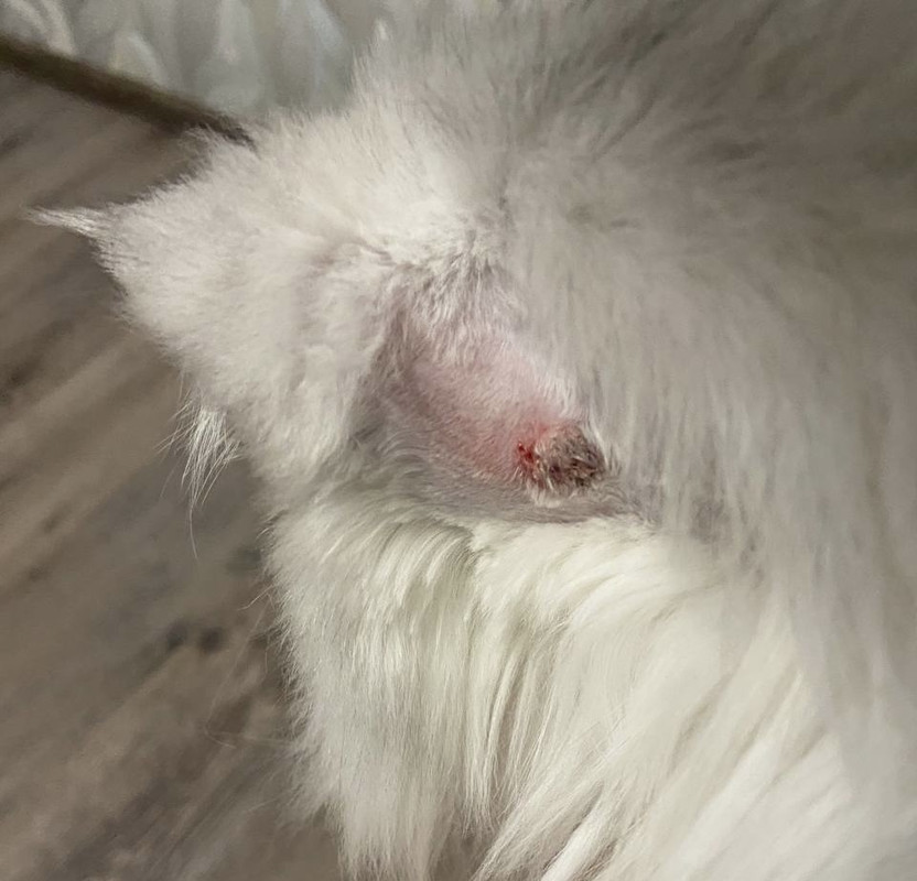 IMG 5156 — Postimages