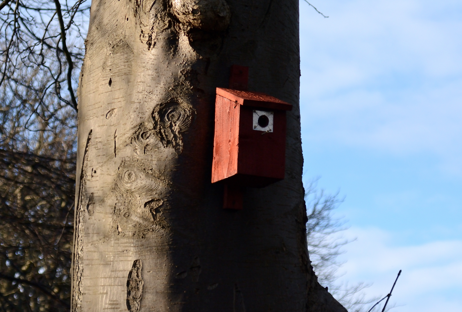 Bird box in a tree — Postimages