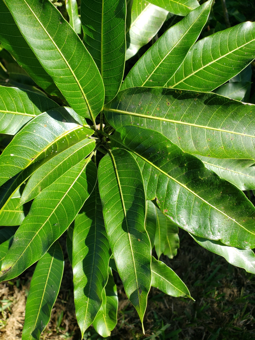 mango os leaves — Postimages