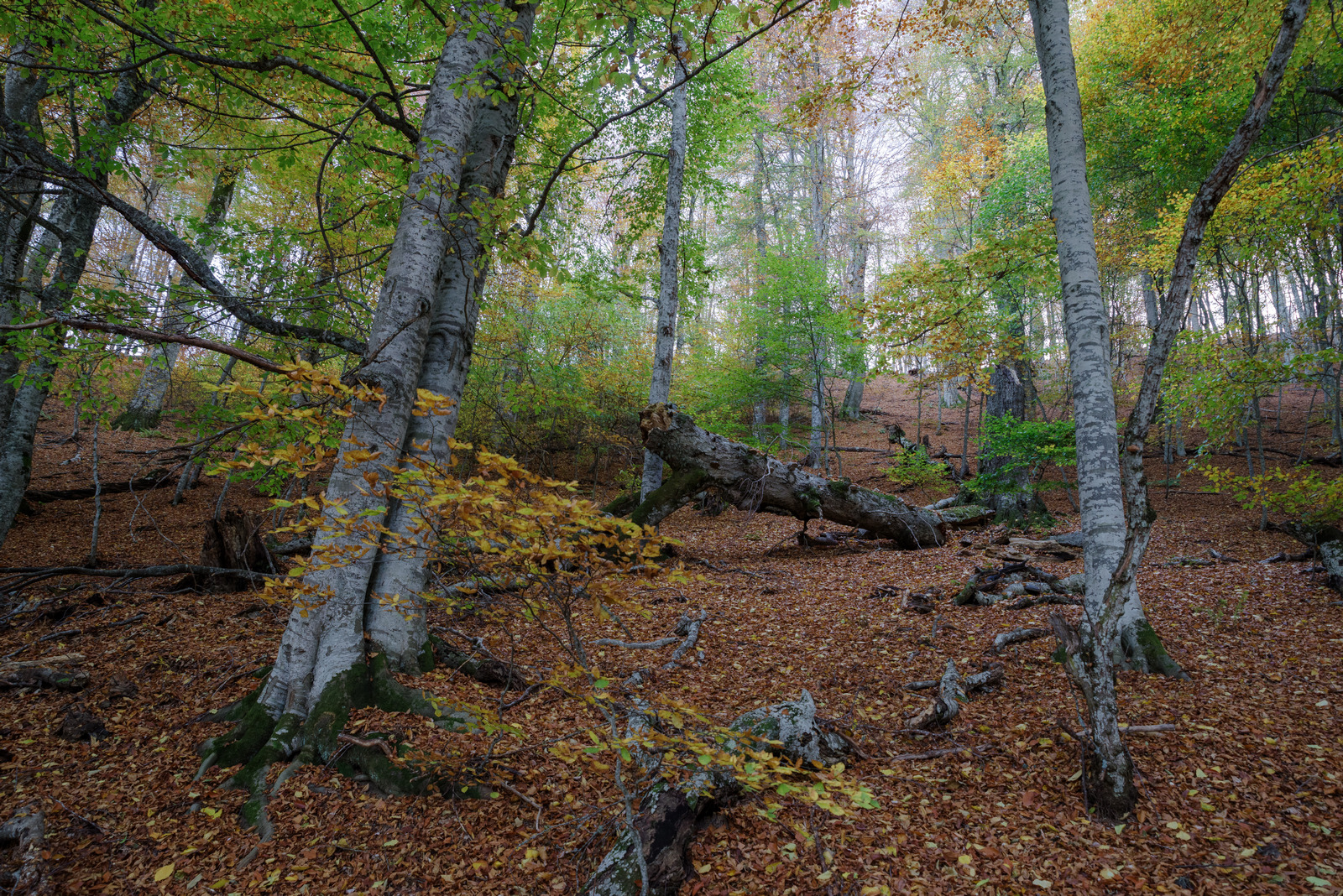 V0009084 1600 — Postimages