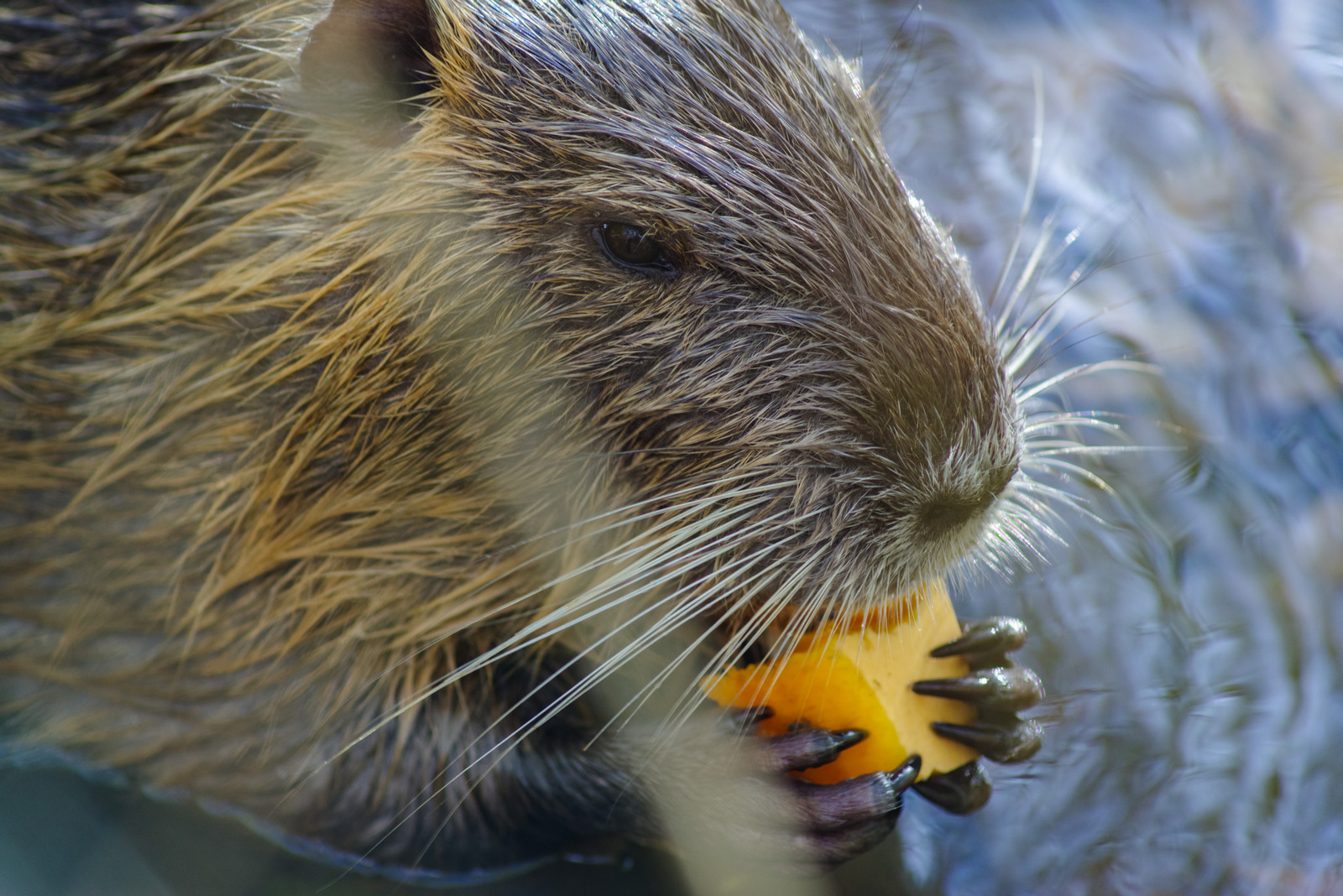 V0009102 1600 — Postimages