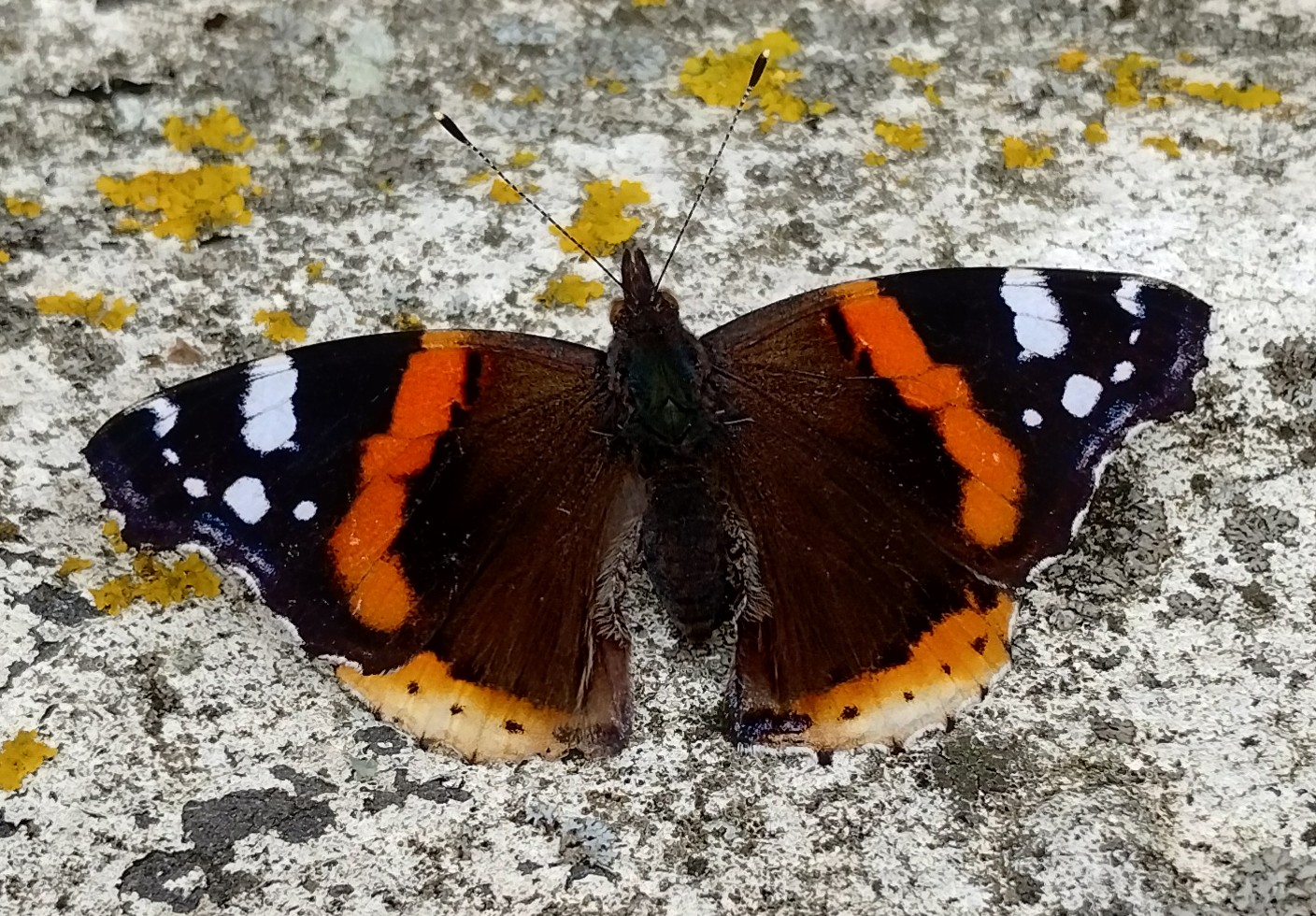 Babocka — Postimages