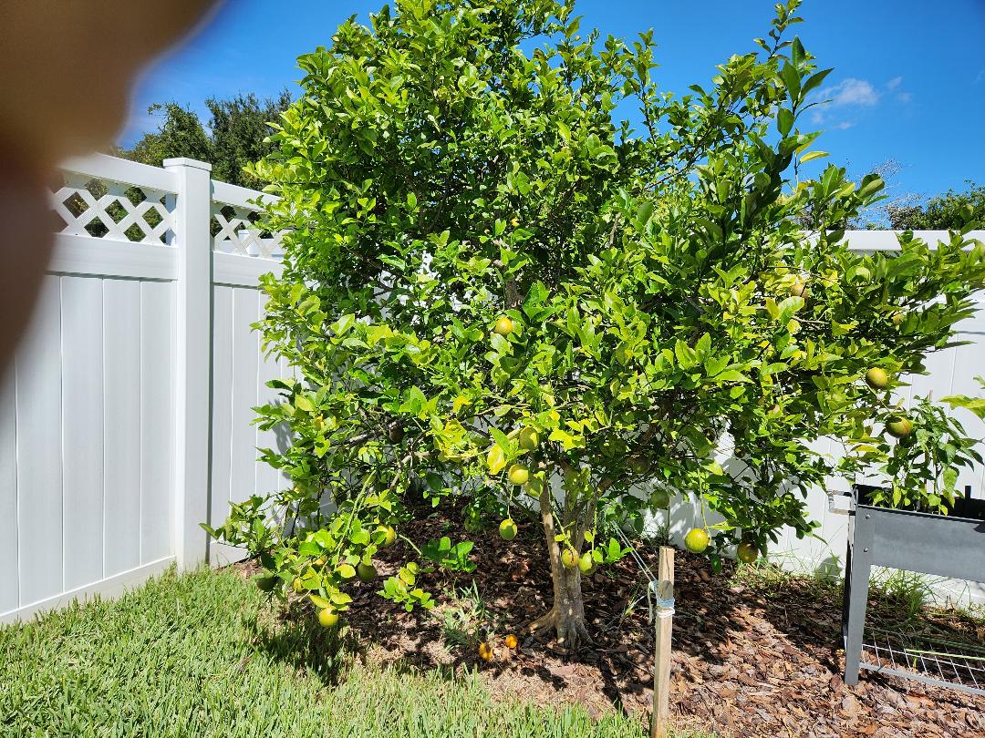 TREE 2 — Postimages