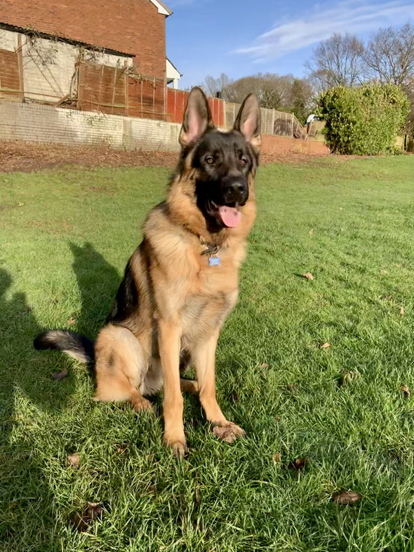 Shameless dog pic thread... | The M3cutters