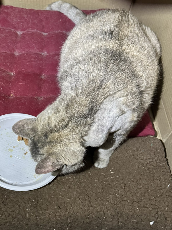 IMG 5240 — Postimages