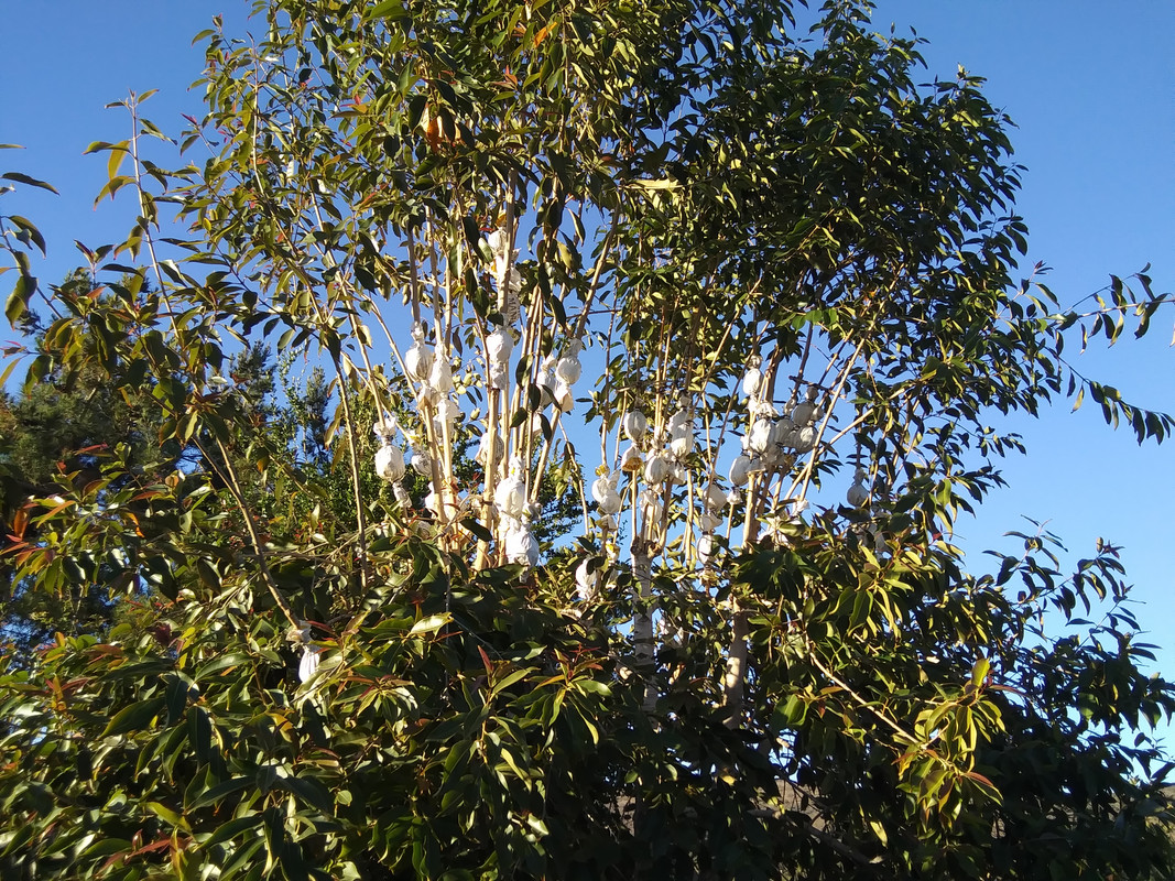 20210613 java plum tree — Postimages