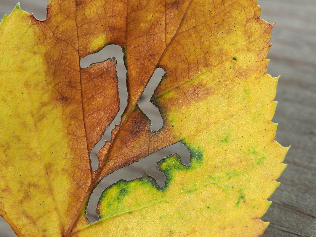 Runic scripturam 1 SAE 20220709 — Postimages