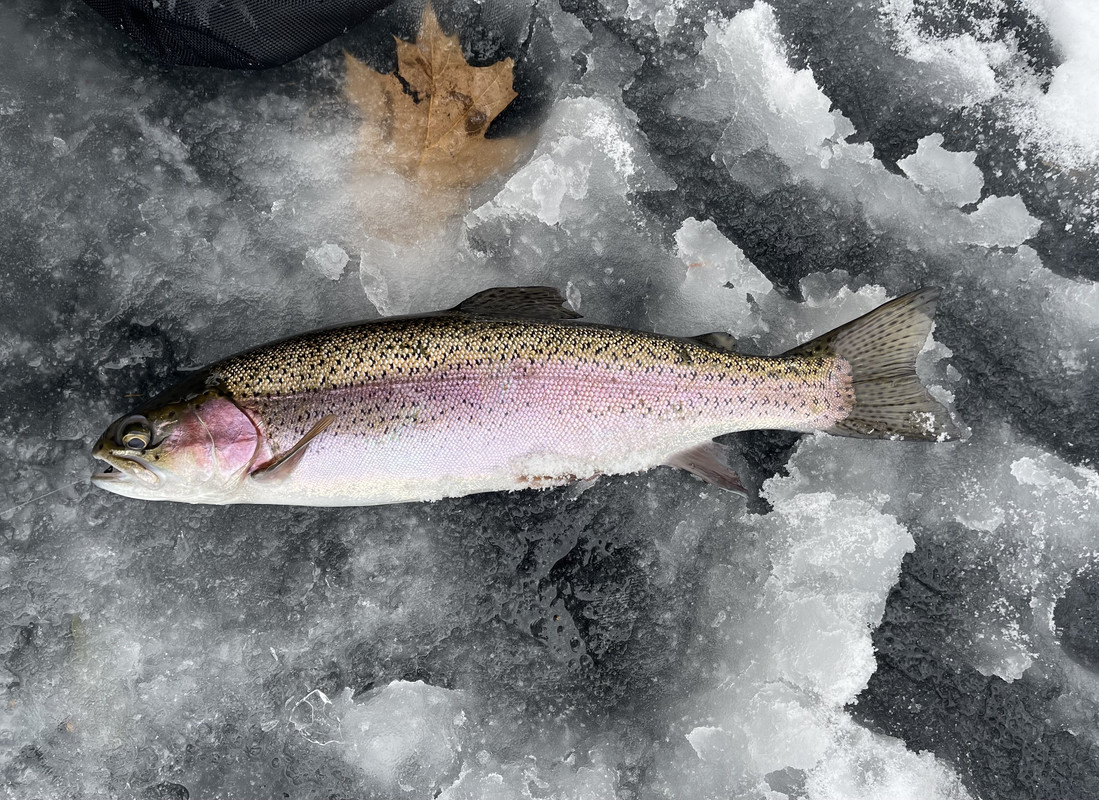 IMG 8291 — Postimages