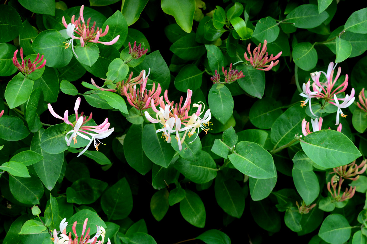 DSC 5154 — Postimages