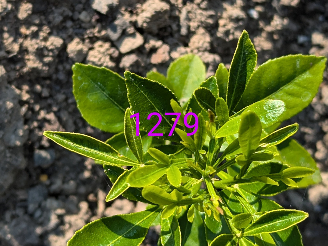 PXL 20240618 124856158 2 — Postimages