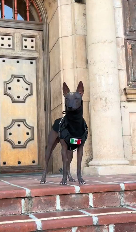 Xoloitzcuintle Dog > General Discussion > AR15.COM