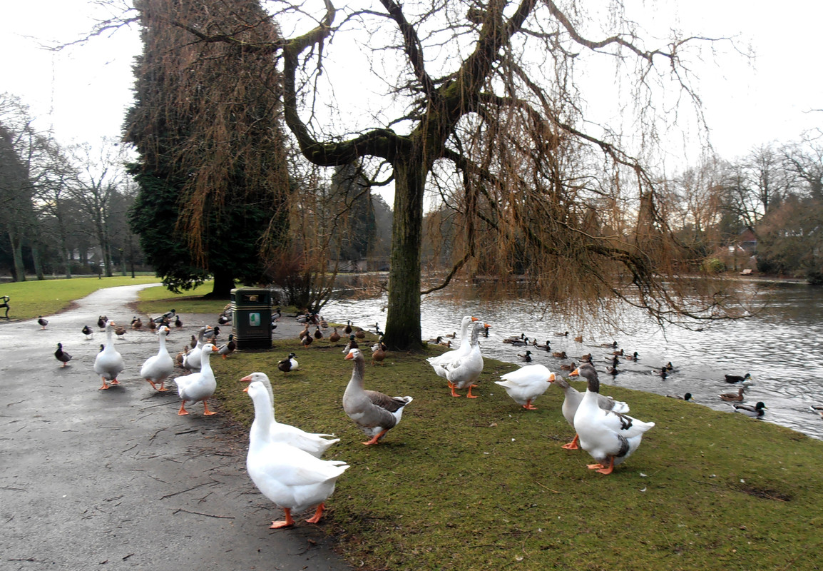 Geese Park Lake (1)a — Postimages