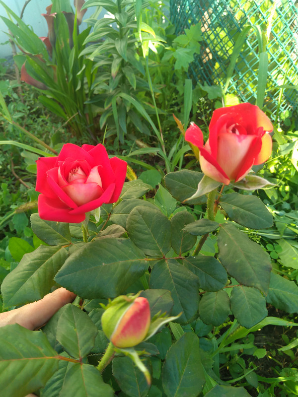 IMG 20230801 184528 — Postimages